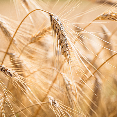 Accueil - Summum Vodka